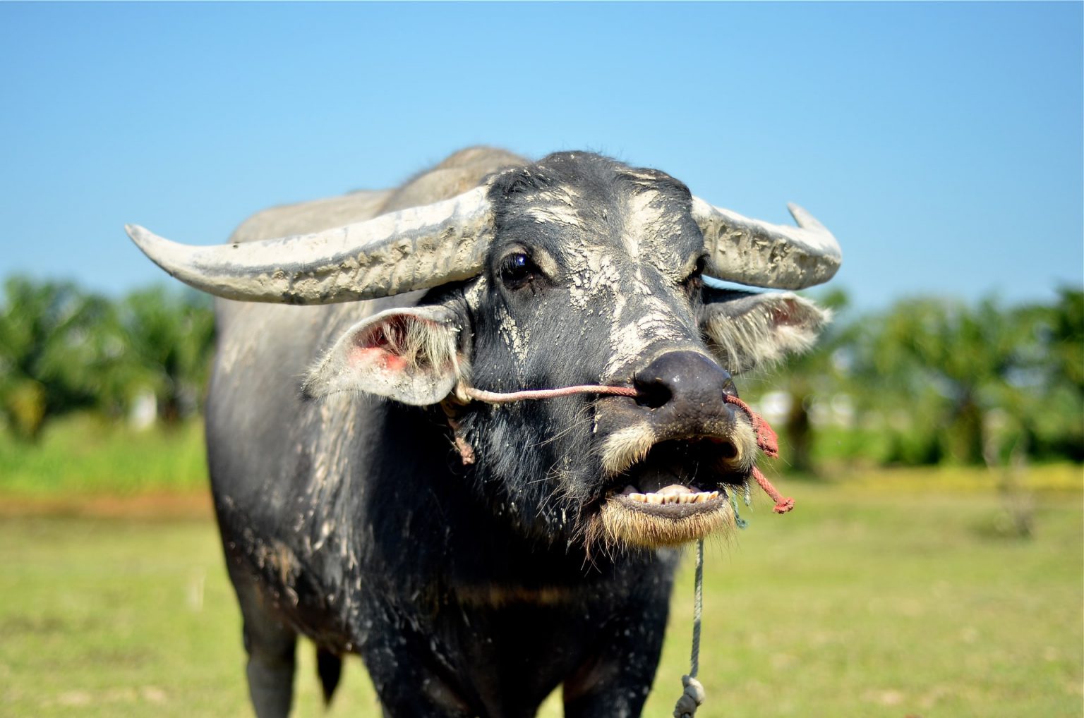 The beauty of buffalo horn art. Unique culture in small village of thailand